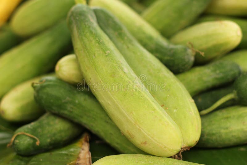 Fresh Cucumber in the Market Stock Photo - Image of plant, eating: 53419594
