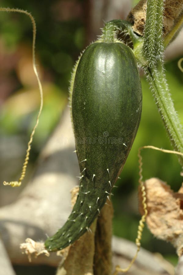 Fresh Cucumber Plant stock image. Image of sweet, botany - 9930277