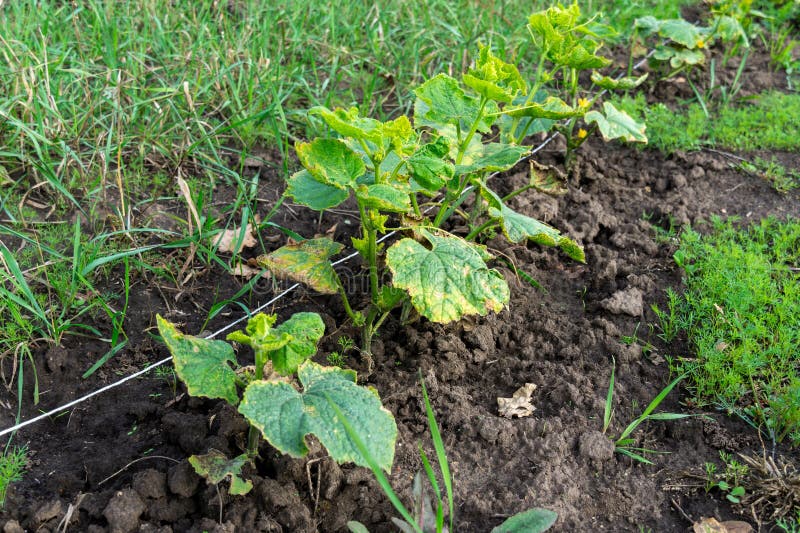 Fresh Cucumber Shoots Under the Sun Stock Image - Image of plant ...