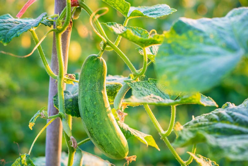 .Fresh Cucumber Vegetables from the Cucumber Farm Stock Image - Image ...