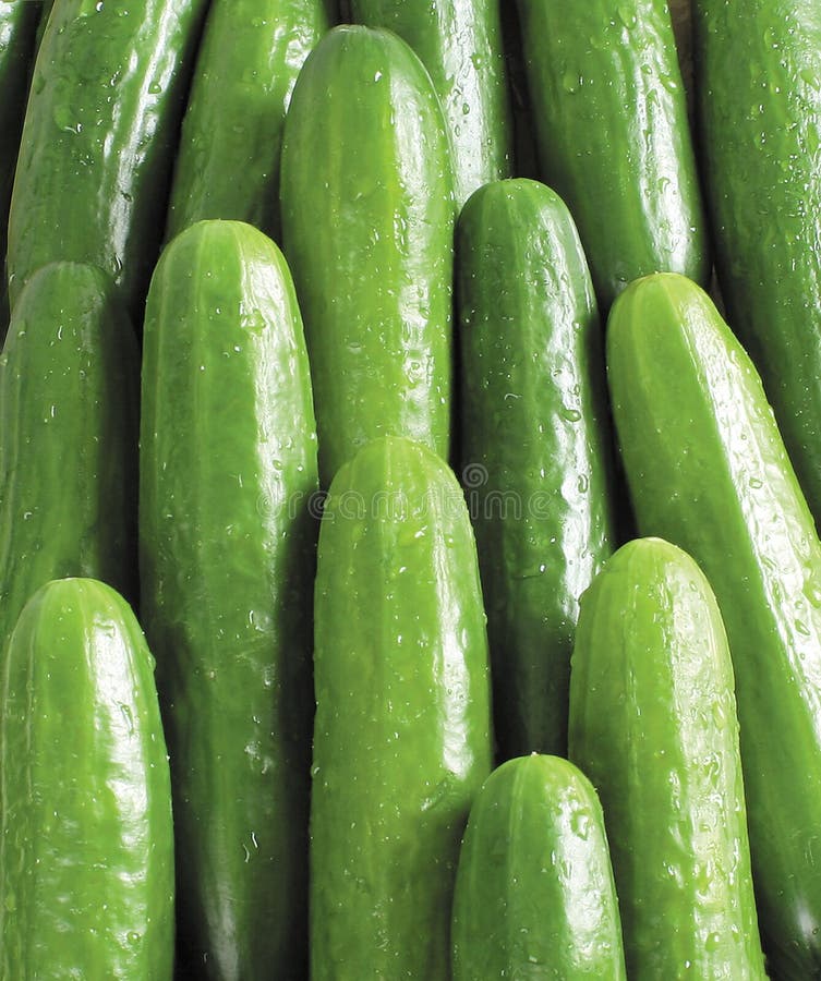 Fresh cucumbers stock photo. Image of health, food, cucumber - 7650816