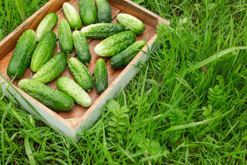 Fresh Cucumbers in the Box on the Green Grass. Stock Photo - Image of ...