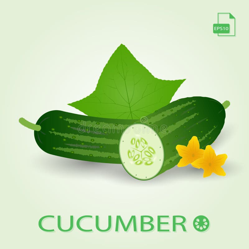 Fresh Cucumbers with Leaves and Flowers. Stock Vector - Illustration of ...