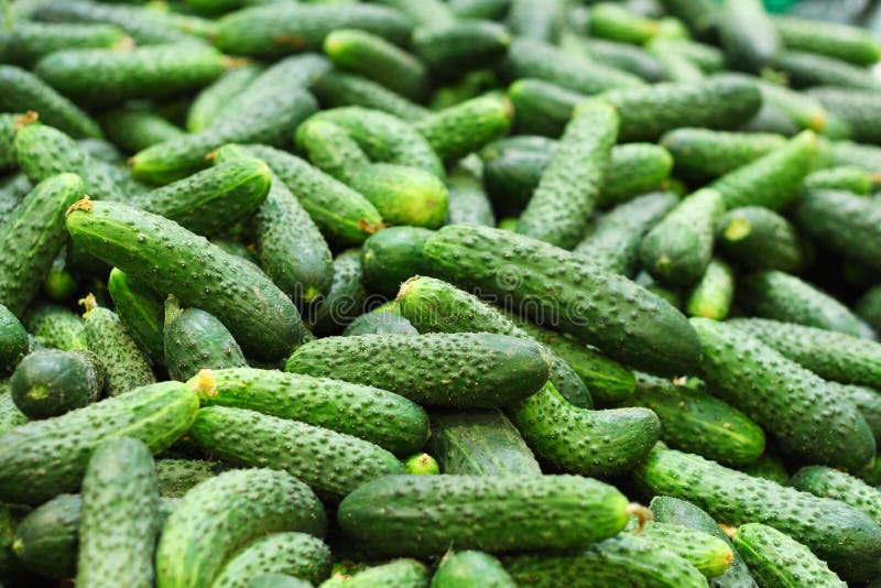 Fresh Cucumbers in Supermarket Stock Photo - Image of food, groceries ...