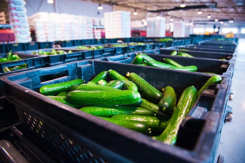 618 Vegetables Conveyor Stock Photos - Free & Royalty-Free Stock Photos ...