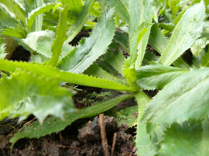 Culantro, Fresh Organic Culantro, Sawtooth Coriander, Parsley Growing ...