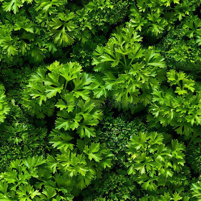 Fresh Curly Parsley Background, Vibrant Green Herb Texture, Aromatic ...