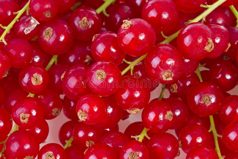 Fresh Currant Berries Fruit Stock Image - Image of closeup, currant ...