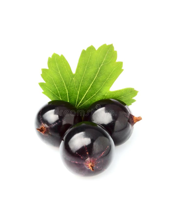 Fresh Currant Berries with Leaves. Stock Photo - Image of appetizing ...
