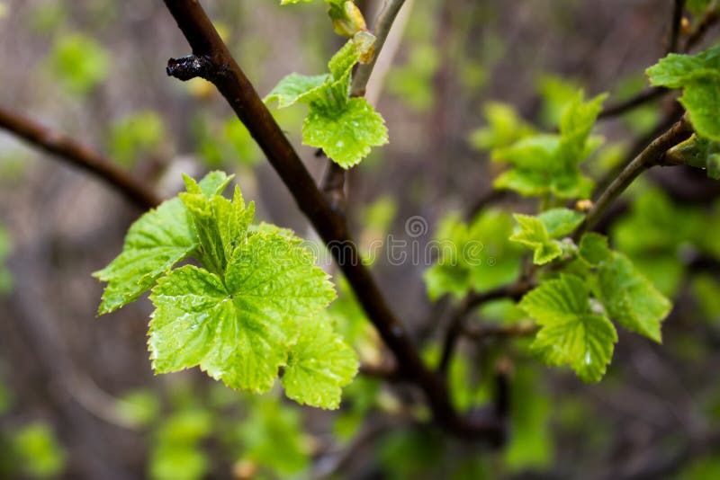 Fresh currant leaves stock image. Image of macro, closeup - 102416639