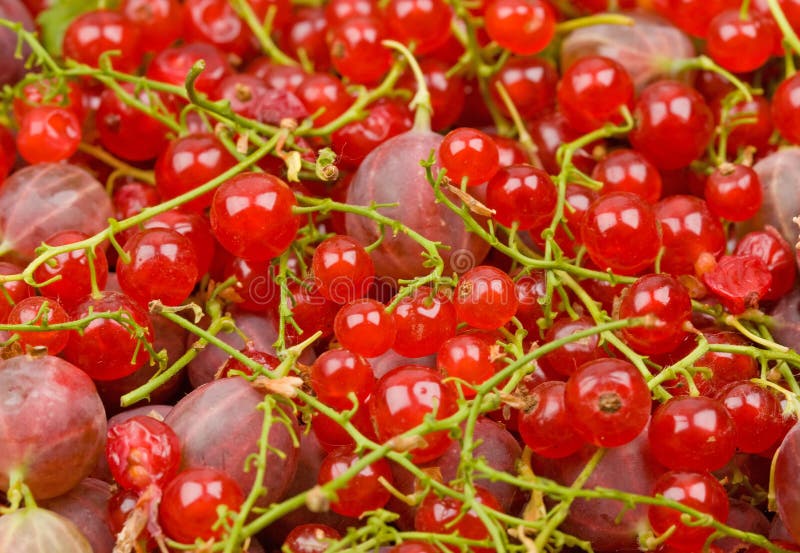 Fresh Currants and Gooseberries Background Stock Image - Image of ...