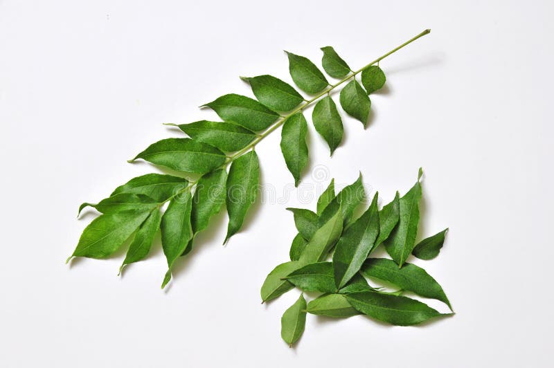 Curry leaves stock image. Image of asian, isolated, cuisine - 12553727