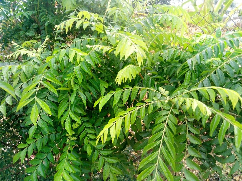 Curry Leaf Plant