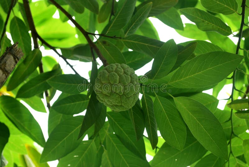 Custard apple. stock image. Image of closeup, fresh - 188734007