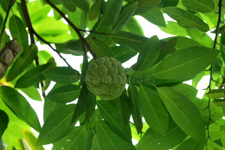 Custard apple. stock image. Image of closeup, fresh - 188734007