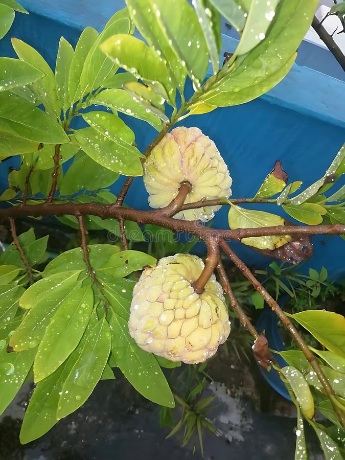 Fresh Custard Apple Fruit in a Tree after Rain or Monsoon Stock Photo ...