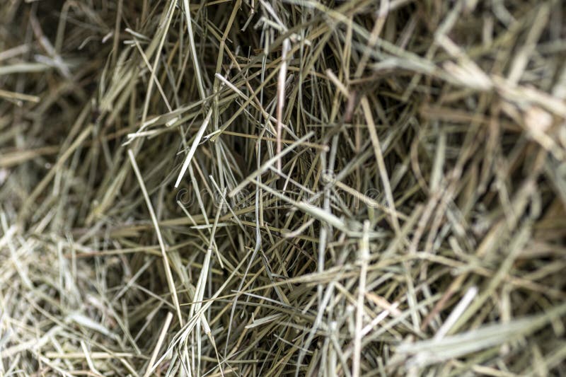 Fresh Cut Baled Hay Background Stock Image - Image of goat, haystack ...