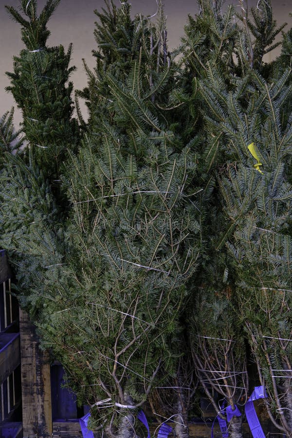 Fresh Cut Christmas Trees on Display at Supermarket Stock Image - Image ...