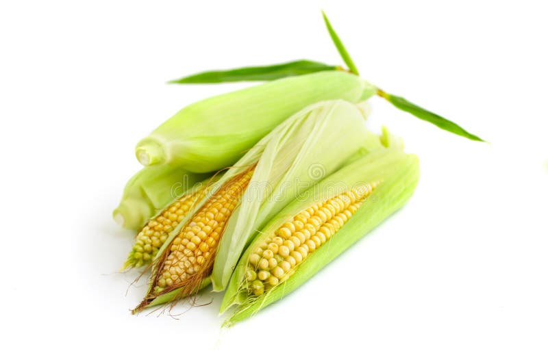 Corn bouquet stock photo. Image of photograph, american - 4416532