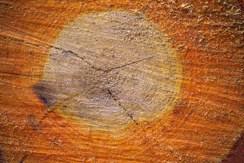 Fresh cut down a tree stock photo. Image of brown, natural - 62299920