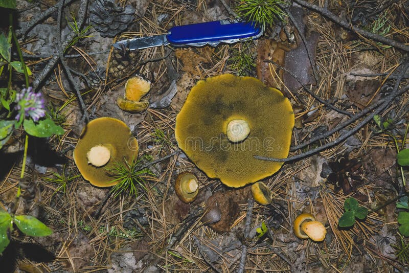 Fresh-cut Edible Forest Mushrooms on the Background of Forest Soil ...