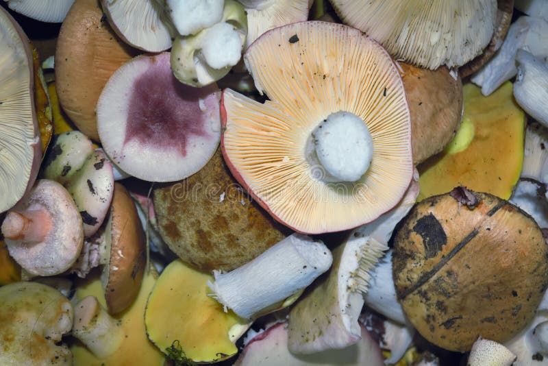 Fresh-cut Edible Forest Mushrooms on the Background of Forest Soil ...