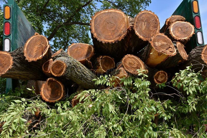 221 Elm Tree Log Stock Photos - Free & Royalty-Free Stock Photos from ...