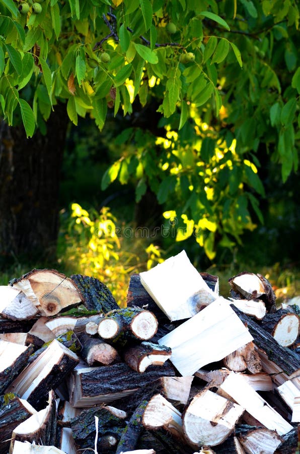Fresh Cut Firewood Against Walnut Tree Stock Photo - Image of trunk ...