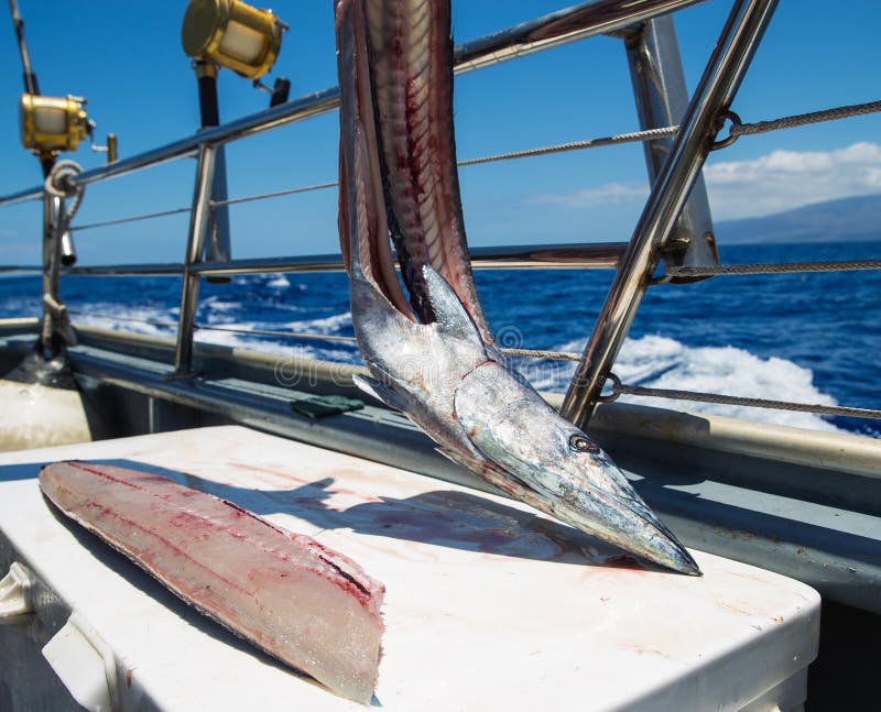 Fresh Cut Fish on an Ocean Charter Boat Stock Photo - Image of charter ...