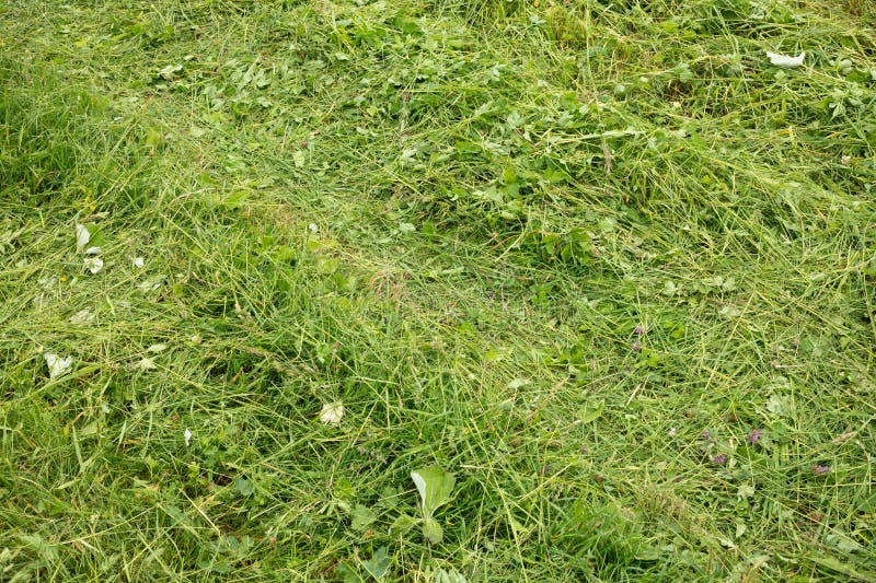 Fresh Cut Grass, Hay Making Stock Image - Image of plants, fresh: 326605759