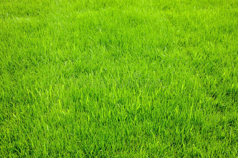 964 Fresh Cut Green Lawn Turf Abstract Background Stock Photos - Free ...