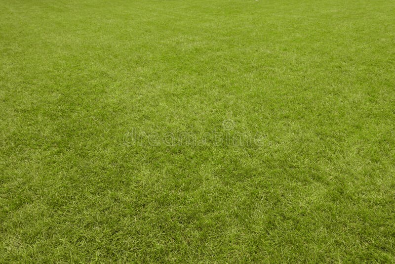 Green Grass Lawn Full Frame Stock Image - Image of feild, turf: 117060871