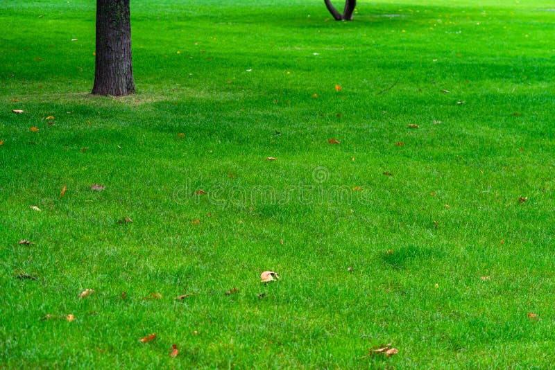 Fresh Cut Green Grass in Park Stock Photo - Image of outdoor, field ...