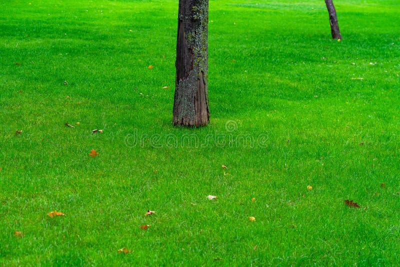 Fresh Cut Green Grass in Park Stock Image - Image of grass, land: 255153631