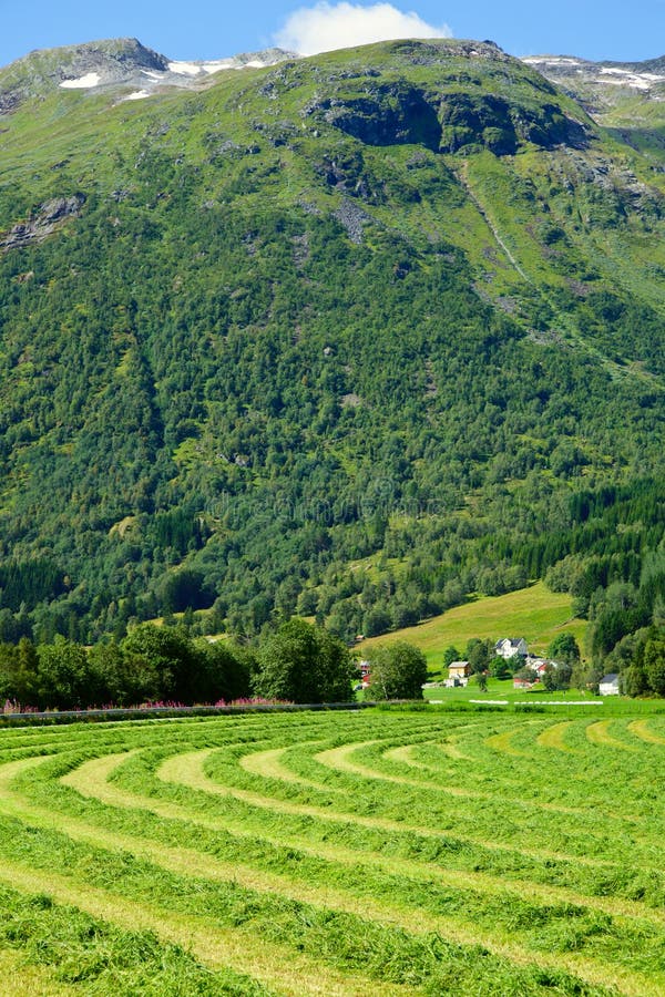 Fresh cut hay in a field stock image. Image of nordic - 23099359