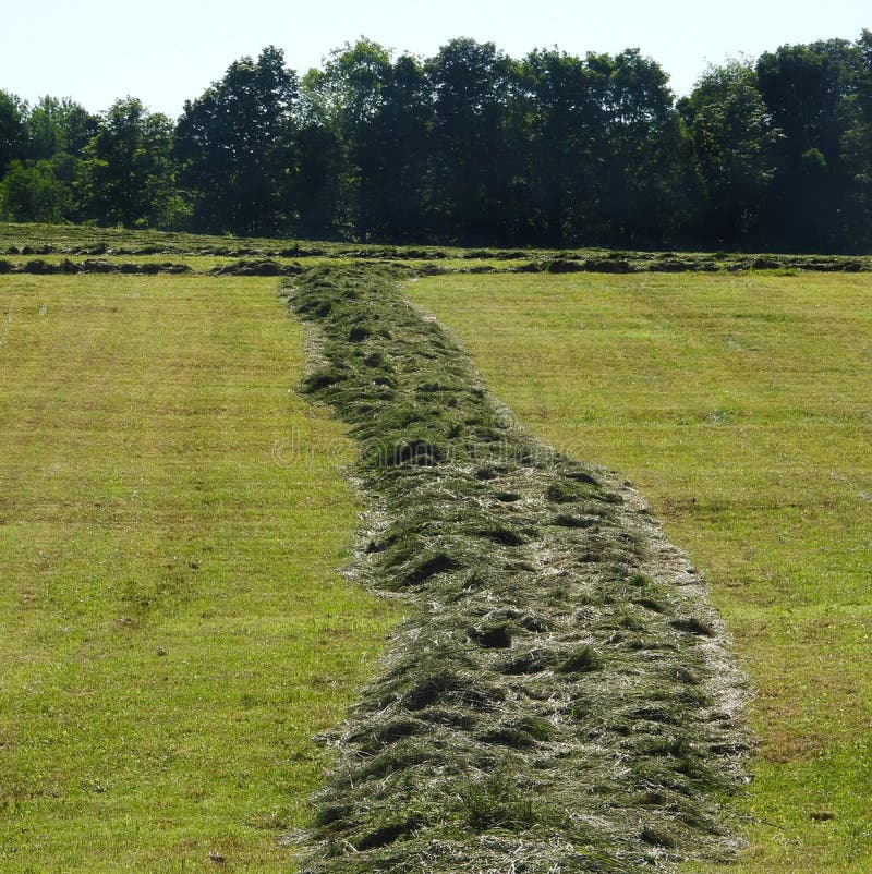 Fresh Cut Hay First Cutting Late Spring in Central New York FingerLakes ...