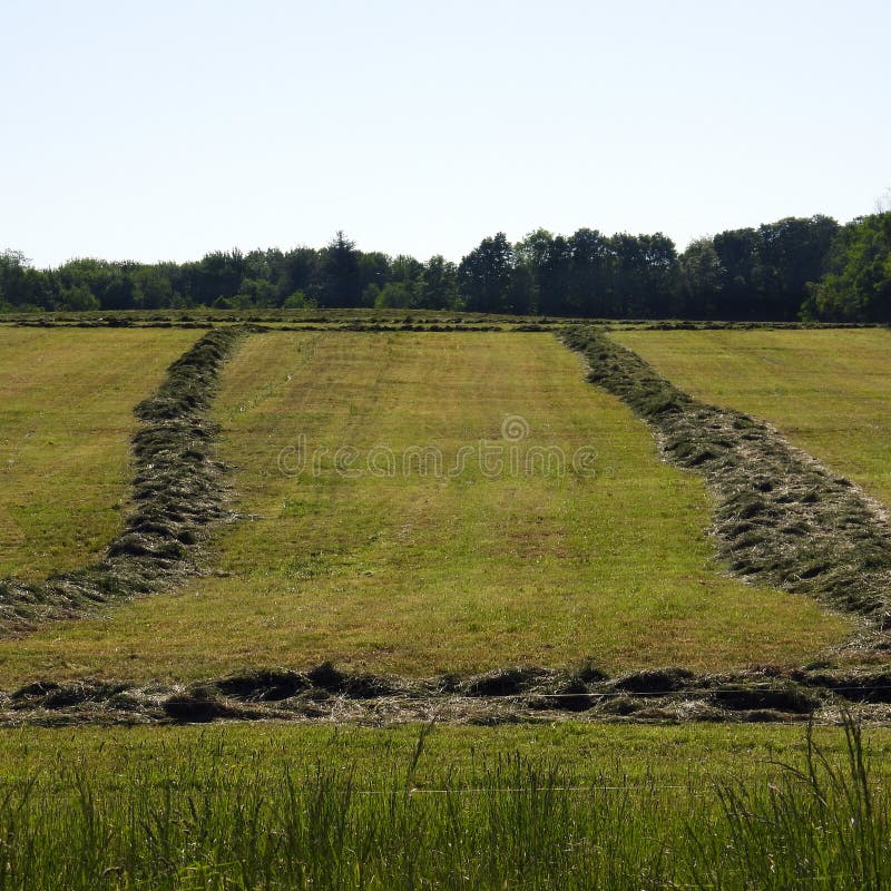 Fresh Cut Hay Rows in Field Left To Dry in Sun Stock Image - Image of ...