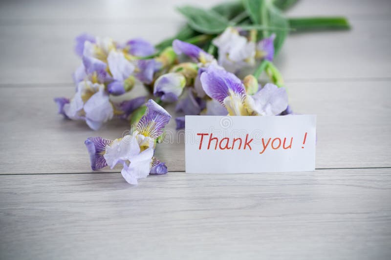 Fresh Cut Irises with Bright Greenery with Gratitude Stock Image ...