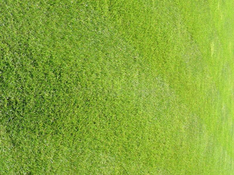 Fresh Cut Lawn Grass 6 stock photo. Image of grass, grassland - 6327950