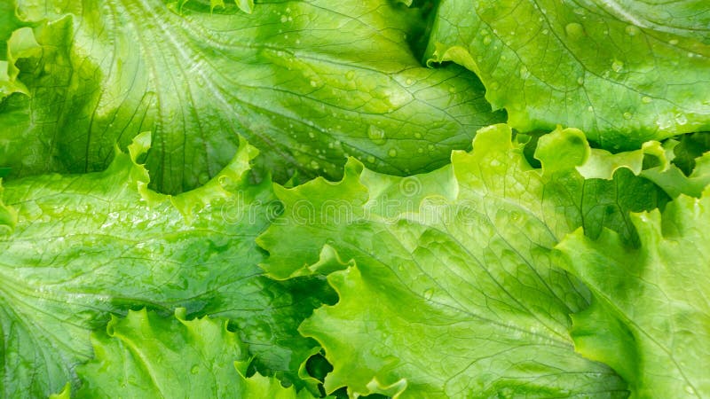 Fresh Cut Leaves of Green Lettuce Texture, Top View Stock Photo - Image ...