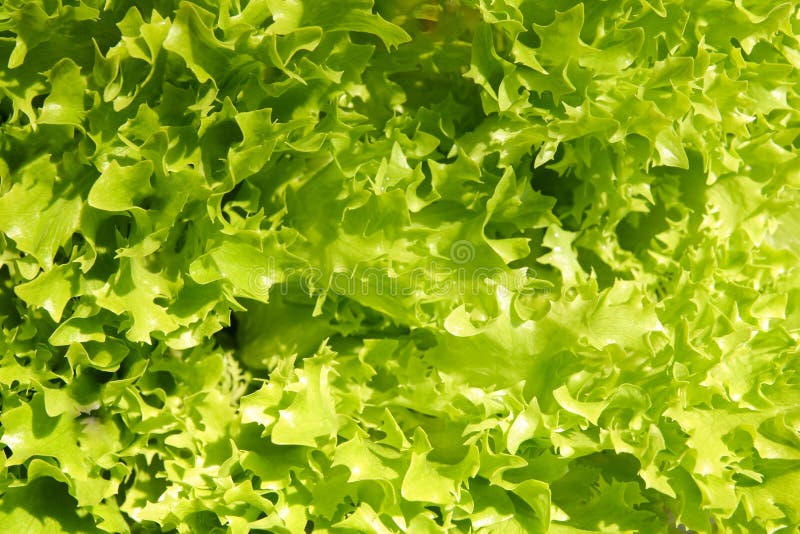 Fresh Cut Leaves of Green Lettuce Texture, Top View Stock Image - Image ...
