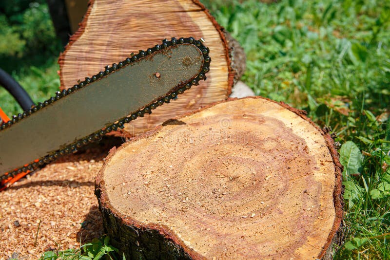 Fresh Cut Logs and Chainsaw Tire Stock Photo - Image of lumberjack ...