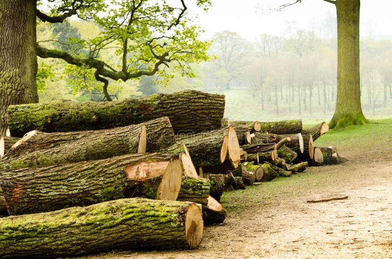 Fresh Cut Logs in Forest Setting Stock Image - Image of freshly, trees ...