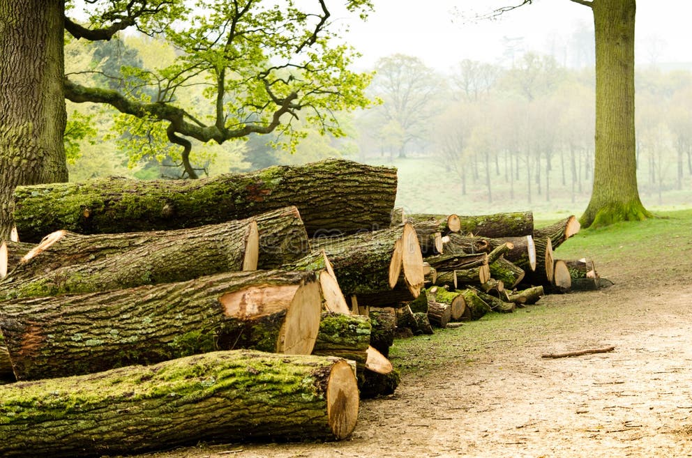 Fresh Cut Logs in Forest Setting Stock Image - Image of freshly, trees ...