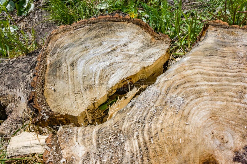 Fresh cut old tree stock photo. Image of pattern, forest - 94473622