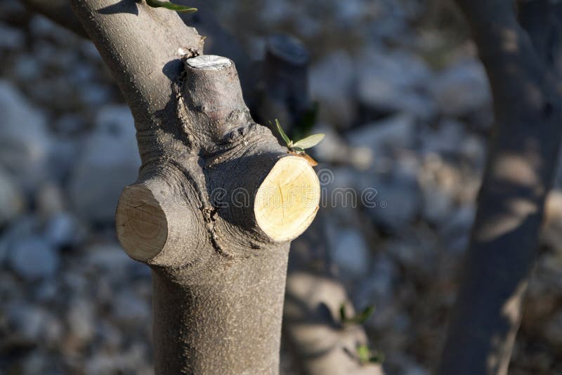 Fresh Cut Olive Tree Branches Stock Photo - Image of selective, ground ...