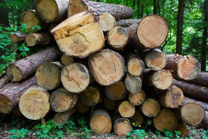 Fresh Cut Pine Trees in the Forest, Waiting To Be Sold Stock Photo ...