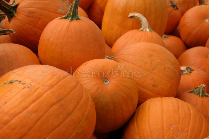 Fresh Cut Pumpkins stock image. Image of ready, orange - 78709839