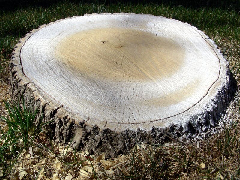 Fresh Cut Stump stock image. Image of bark, arbor, sawdust - 707645