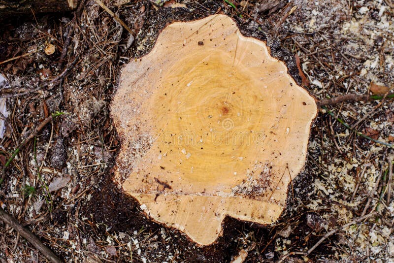 Fresh cut stump stock image. Image of rings, slice, brown - 118952591
